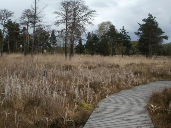 6-year-old has lucky escape after being fully submerged in Peatlands ...