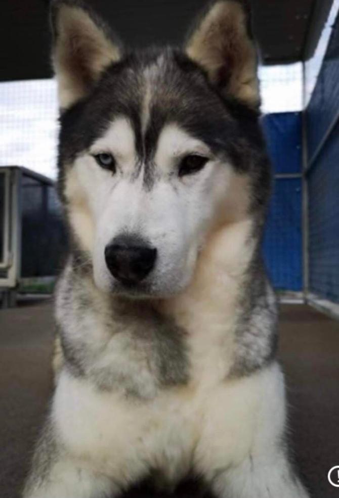 Tyrone Husky Rescue founder ‘heartbroken’ at plan refusal - Alpha ...